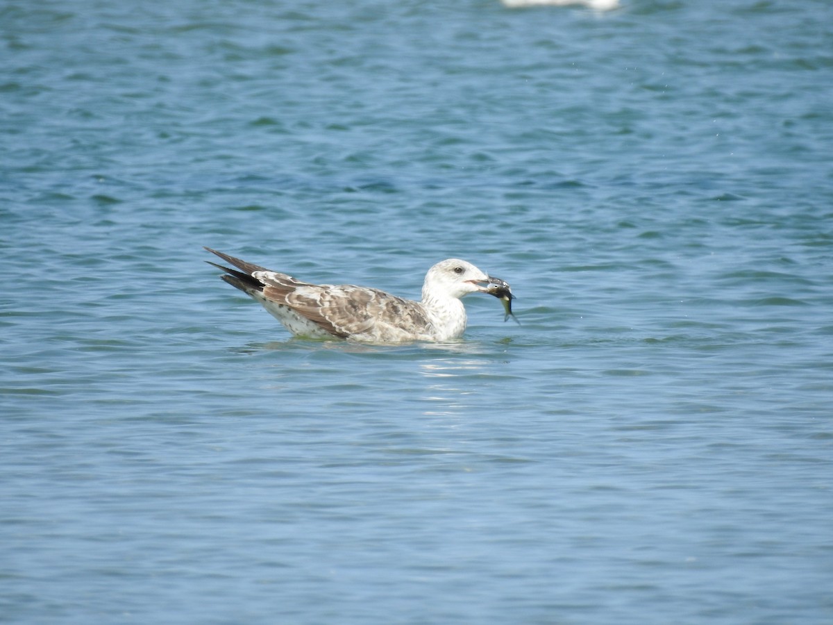 ML637625700 - Lesser Black-backed Gull - Macaulay Library