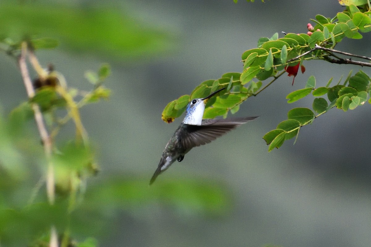 eBird Checklist - 5 Jun 2025 - 8B, Amazonas, PE (-6.848, -77.954) - 2 ...