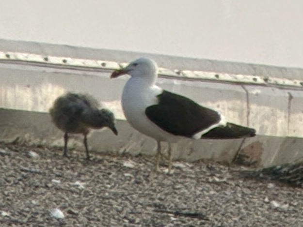eBird Checklist - 16 Jun 2025 - stakeout Kelp Gull, Milwaukee (2025) - 8 species