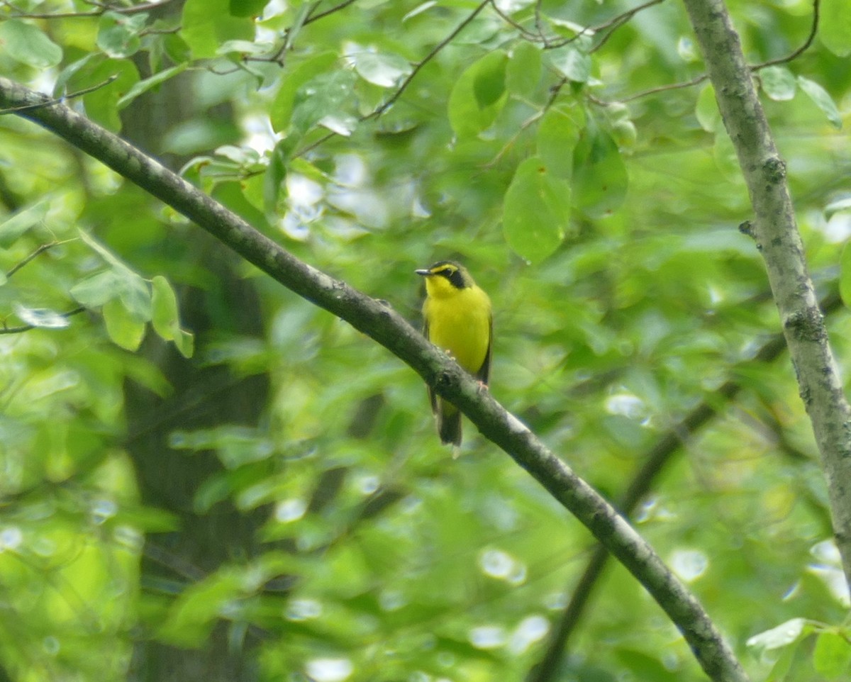 Pennsylvania Bird Atlas Checklist - 14 Jun 2025 - Milesburn Rd: Walnut Bottom SW Atlas Block ...