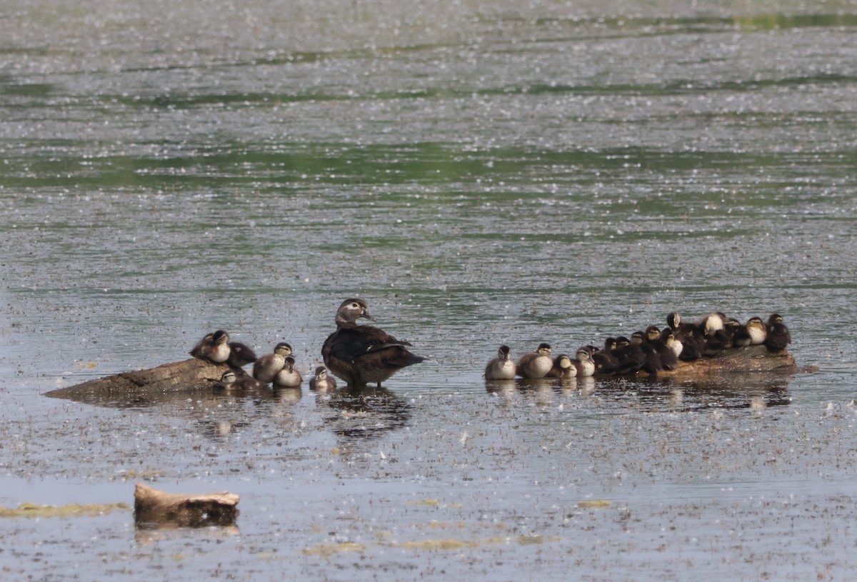 eBird Checklist - 16 Jun 2025 - Moraine Hills SP--McHenry Dam - 41 species