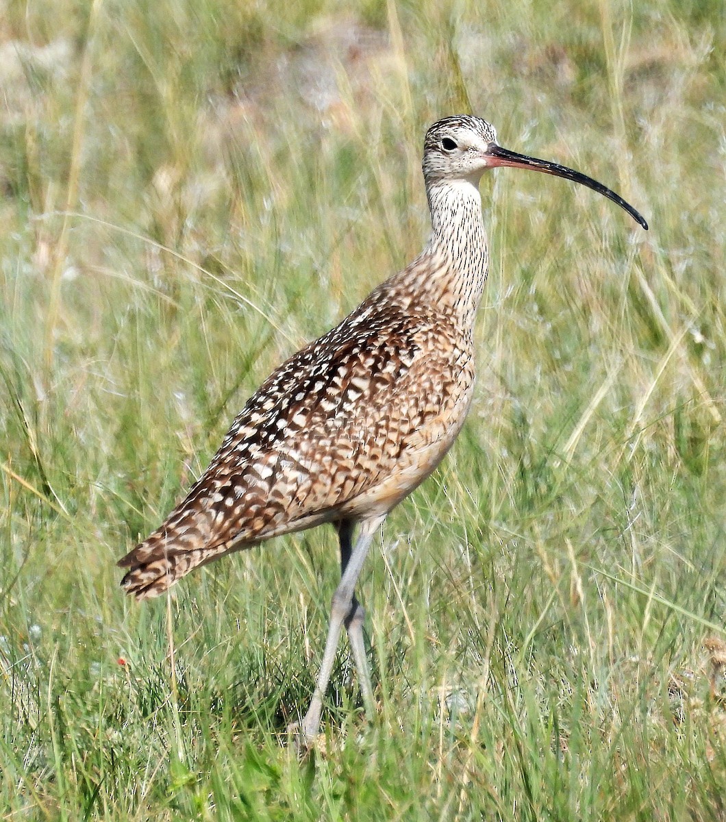 eBird Checklist - 16 Jun 2025 - Birdtail Rd, Wolf Creek US-MT 47.23922 ...