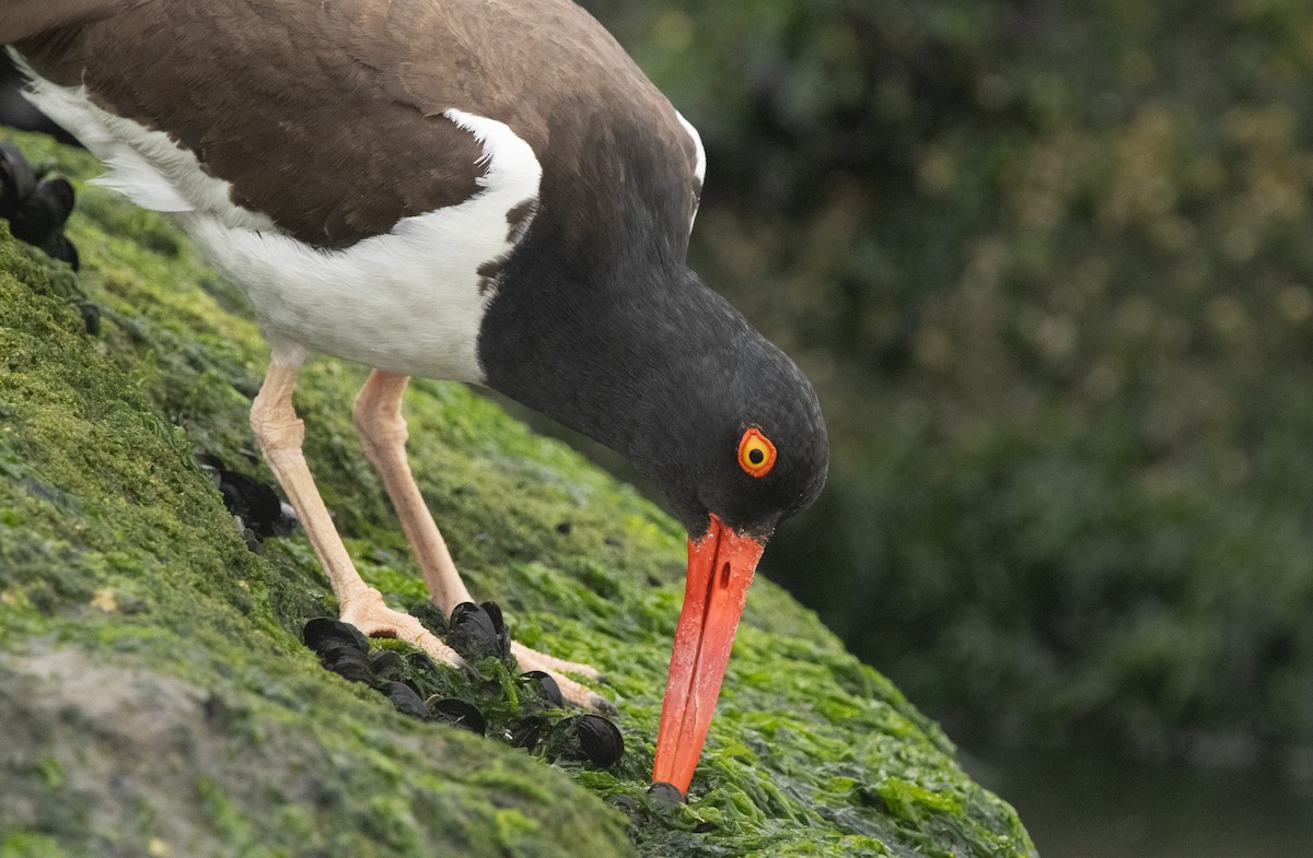 eBird Checklist - 16 Jun 2025 - Shark River Inlet - 21 species