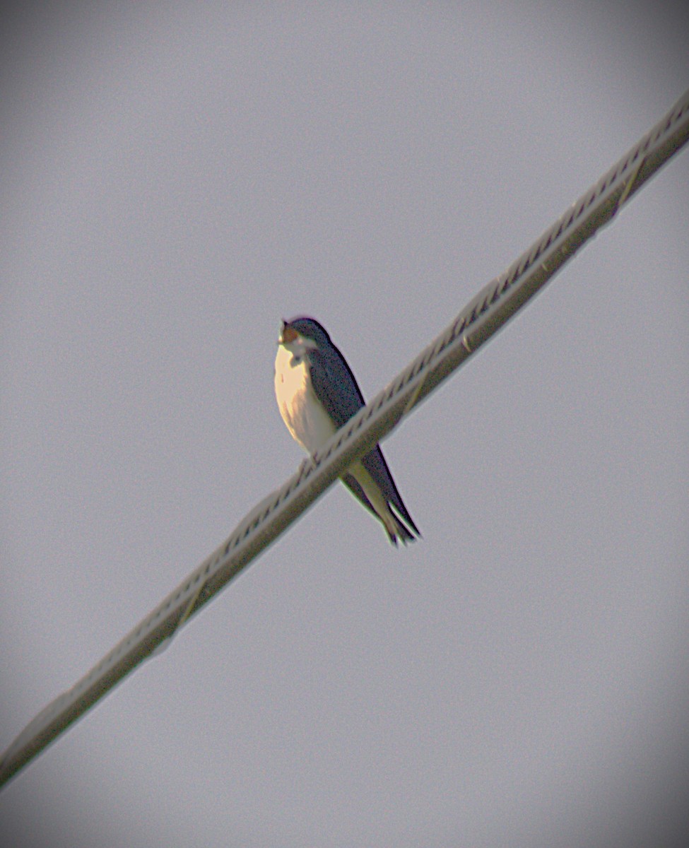 eBird Checklist - 15 Jun 2025 - Aeneas Valley Rd. - 21 species