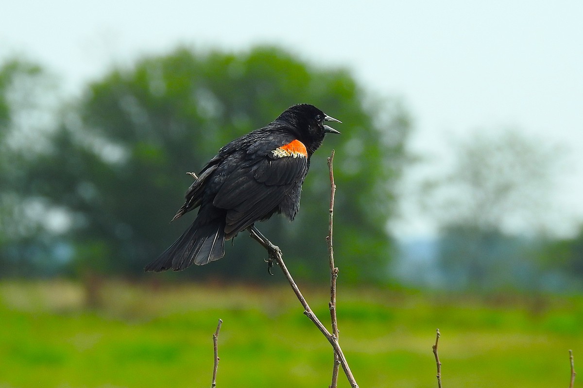 eBird Checklist - 16 Jun 2025 - Loess Bluffs NWR - 34 species