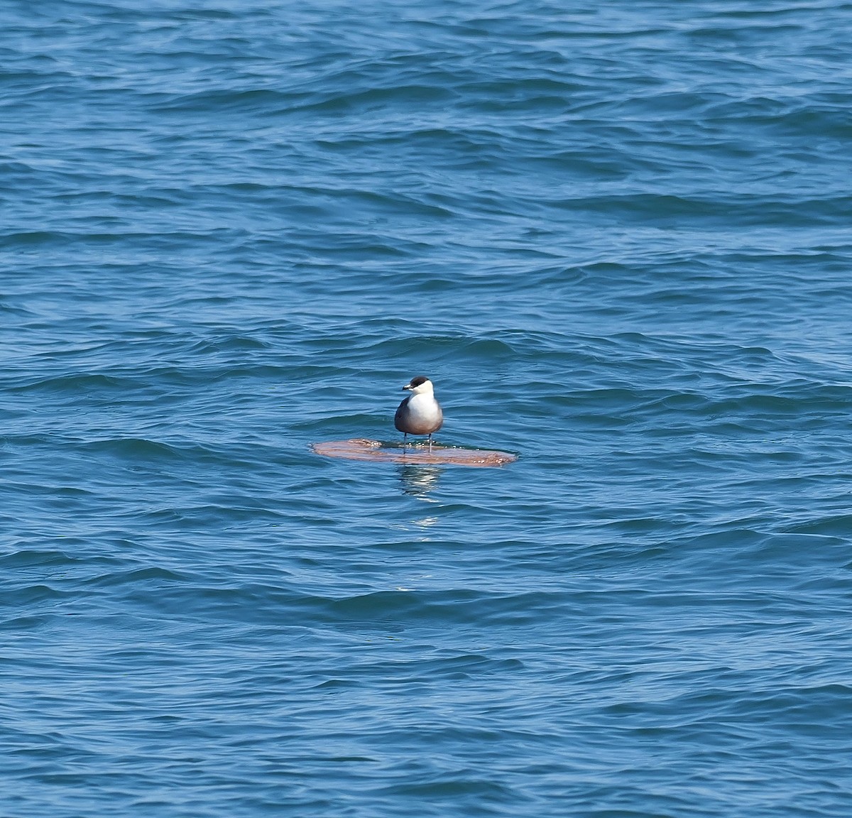eBird Checklist - 16 Jun 2025 - Mistake Island - 1 species
