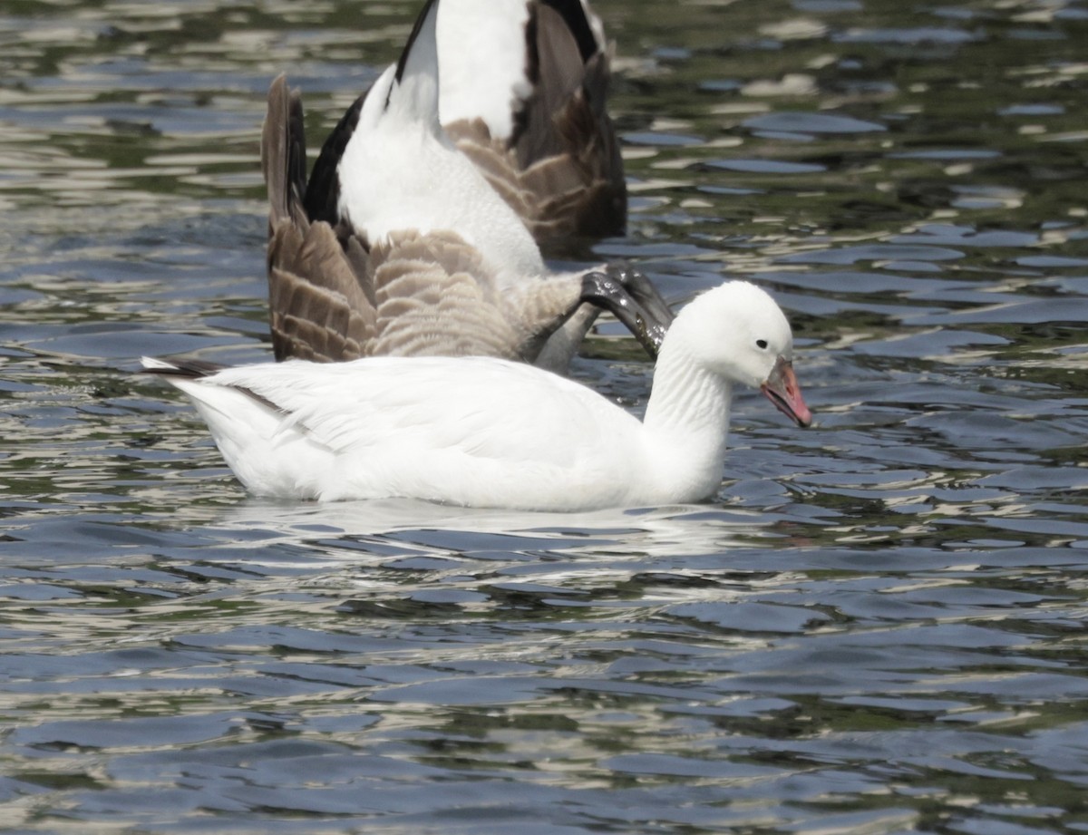 ML637679045 - Ross's Goose - Macaulay Library