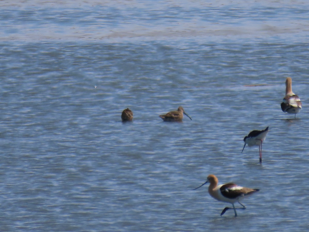 eBird Checklist - 16 Jun 2025 - Palo Alto Baylands, San Antonio Road ...