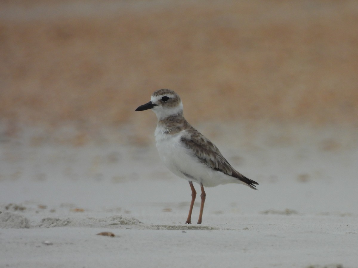 ML637679801 - Wilson's Plover - Macaulay Library
