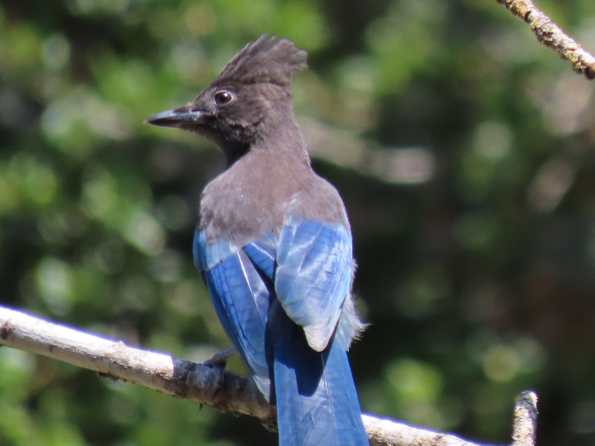 eBird Checklist - 16 Jun 2025 - El Palo Alto Park - 11 species