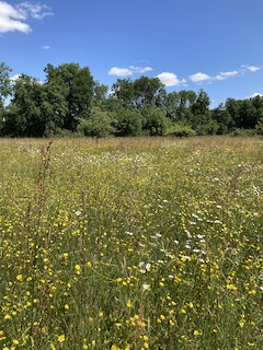 Lac du Der-Chantecoq (secteur général, merci d'utiliser plutôt des ...
