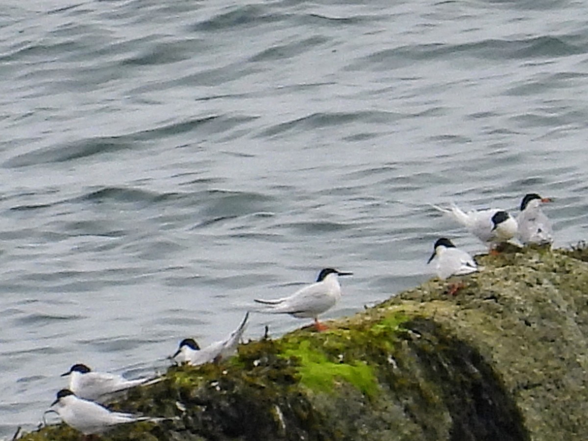 eBird Checklist - 17 Jun 2025 - Manomet Conservation Sciences - 41 species