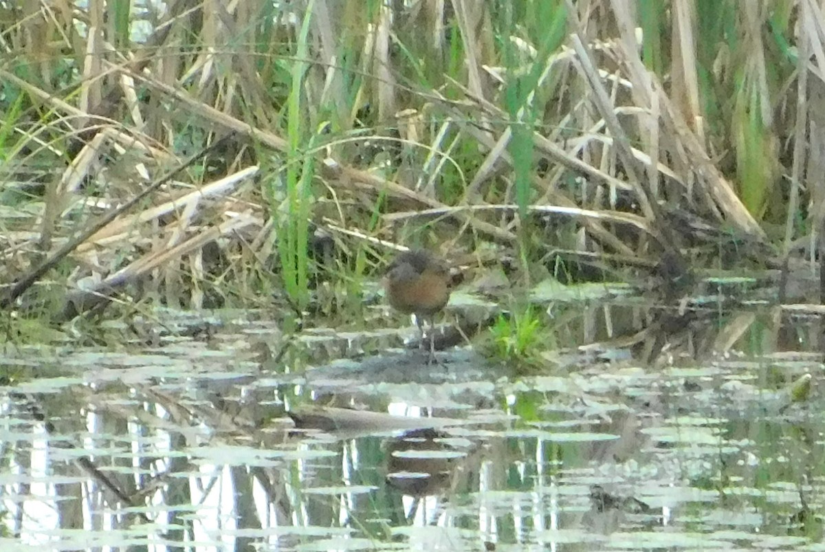 eBird Checklist - 15 Jun 2025 - Johnsonburg Swamp Preserve (Warren Co ...