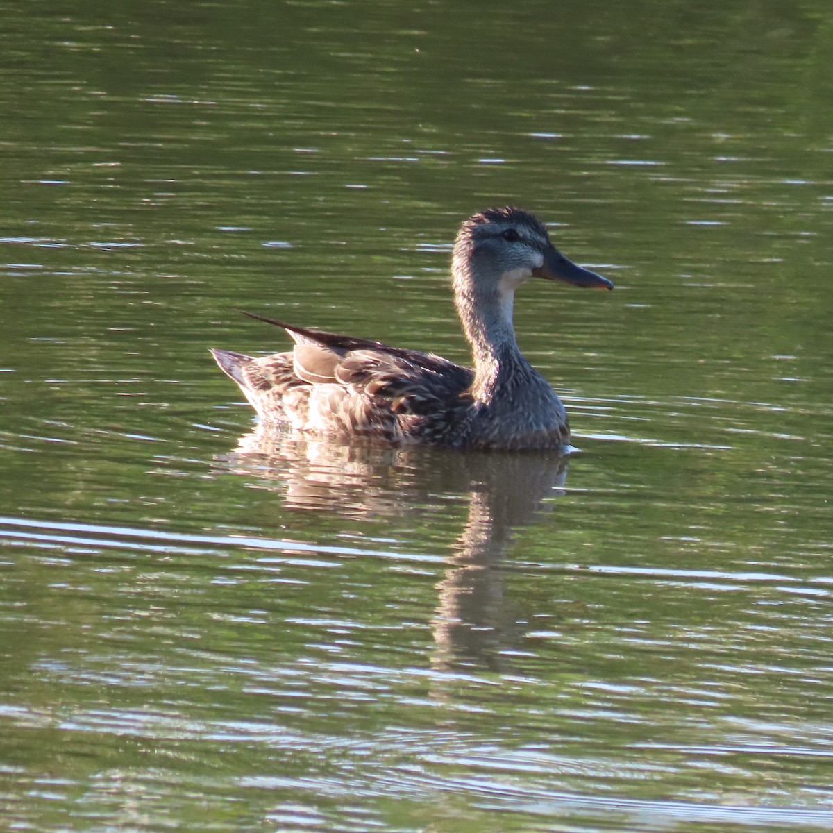 eBird Checklist - 17 Jun 2025 - Tres Rios Overbank Wetlands (permit ...