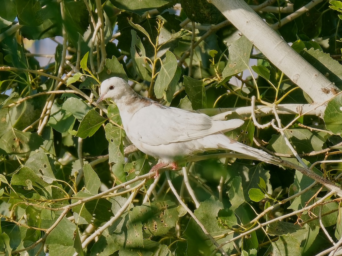 eBird Checklist - 17 Jun 2025 - Tres Rios Overbank Wetlands (permit ...