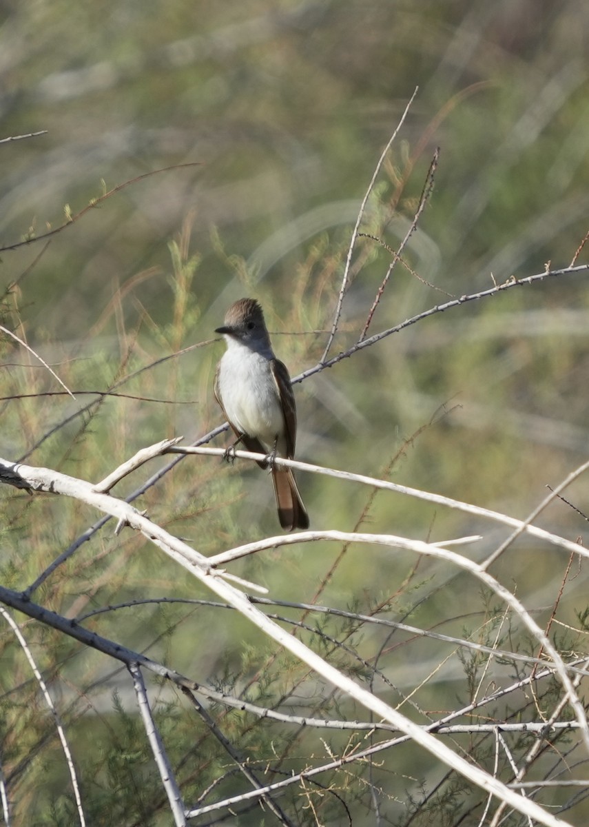 eBird Checklist - 17 Jun 2025 - Tres Rios Overbank Wetlands (permit ...