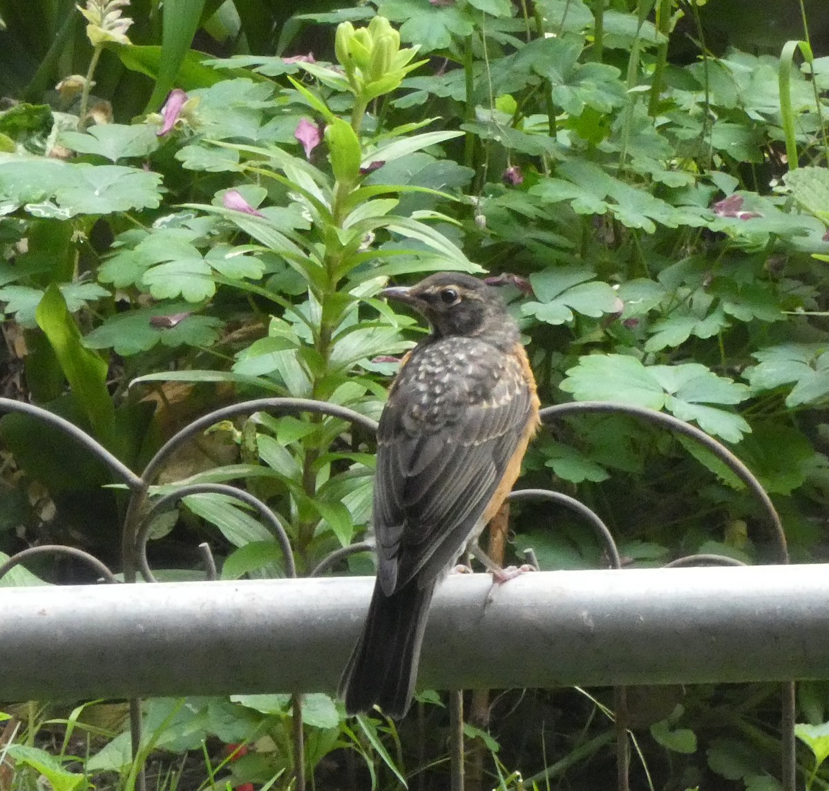 eBird Checklist - 17 Jun 2025 - King East, Kitchener, ON, Canada - 1 ...