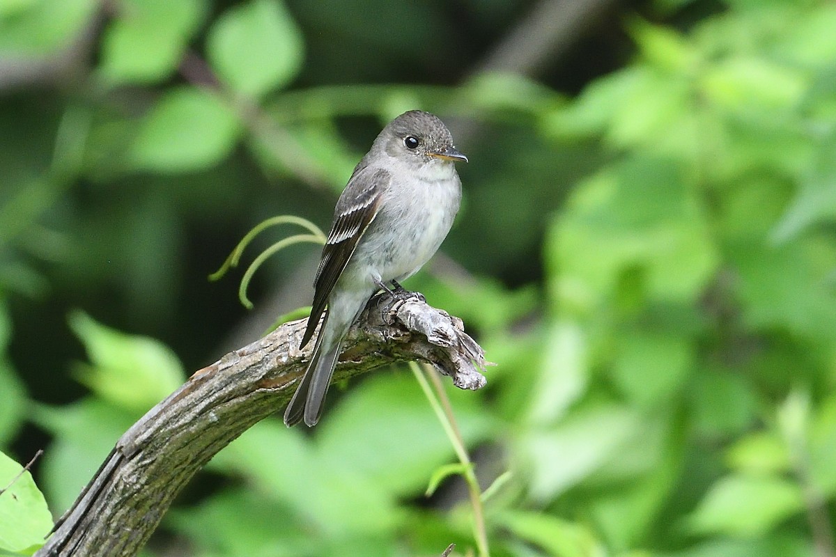 Pennsylvania Bird Atlas Checklist - 17 Jun 2025 - Okehocking Preserve ...