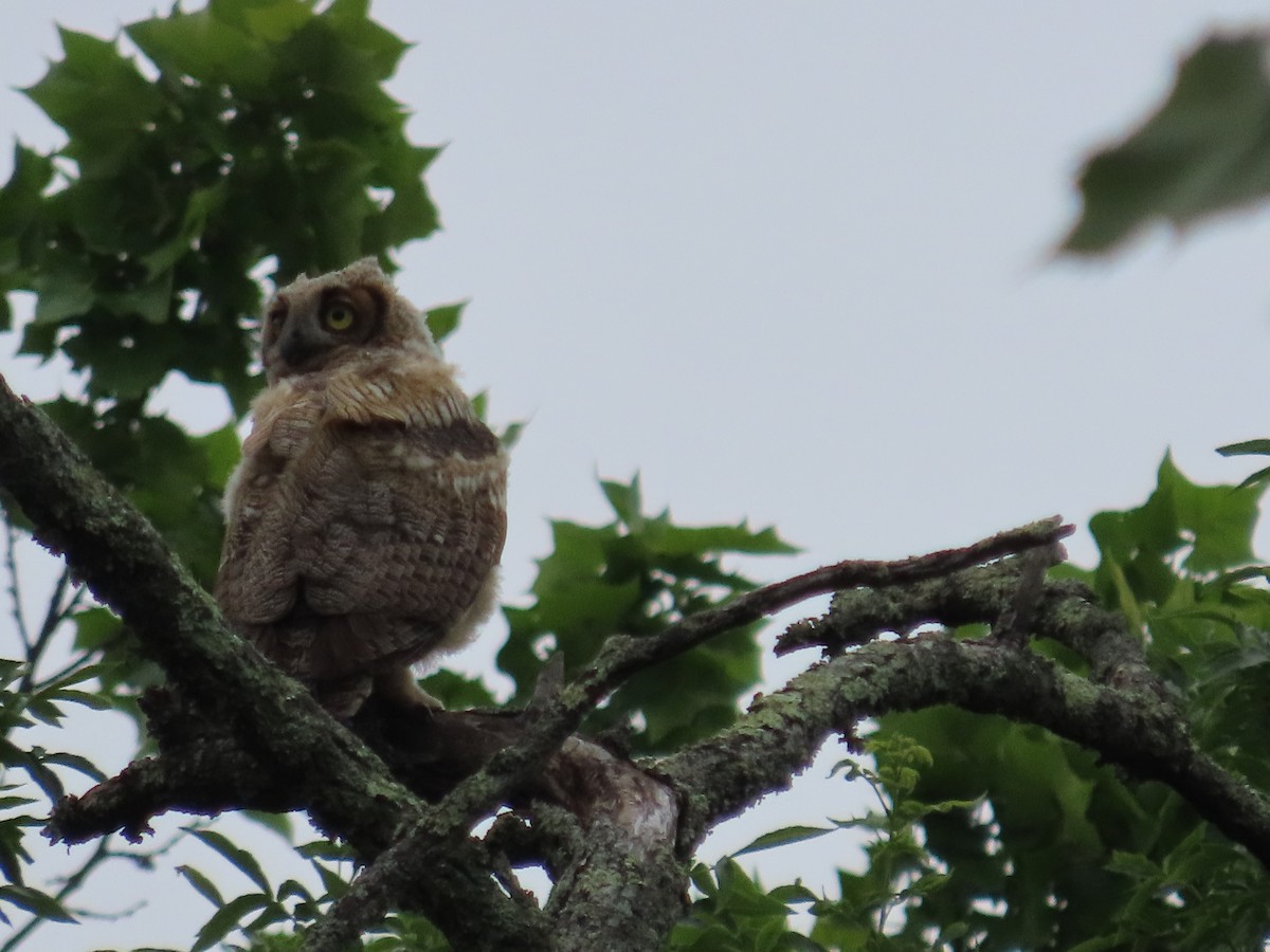 eBird Checklist - 17 Jun 2025 - Eagle Walk - 25 species