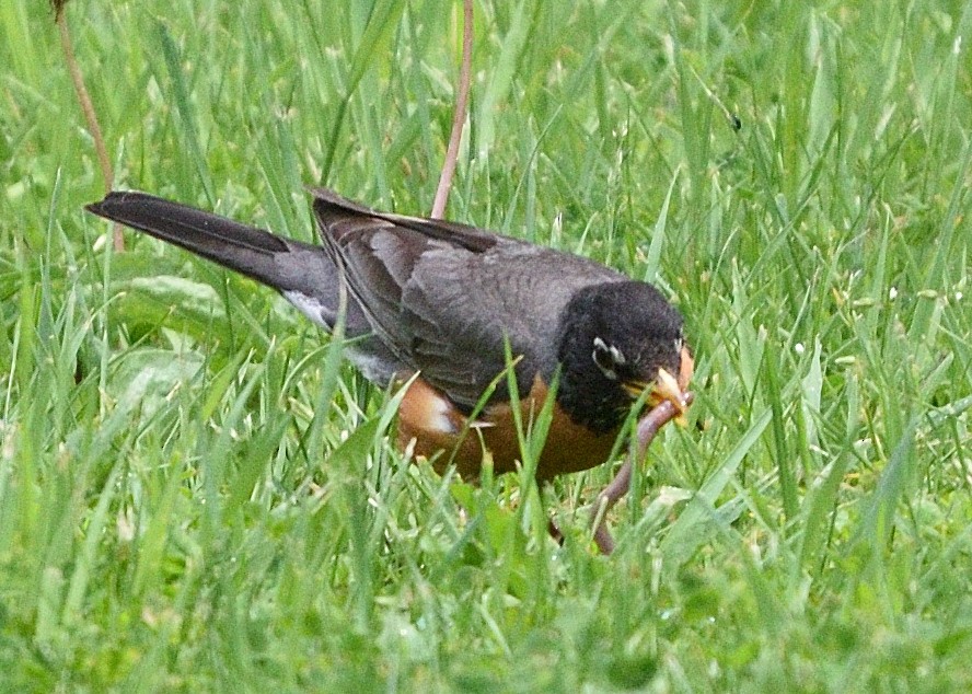 eBird Checklist - 5 Jun 2025 - Brooks Memorial SP - 7 species