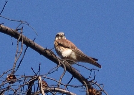 eBird Checklist - 6 Jun 2025 - Bear Canyon - 27 species