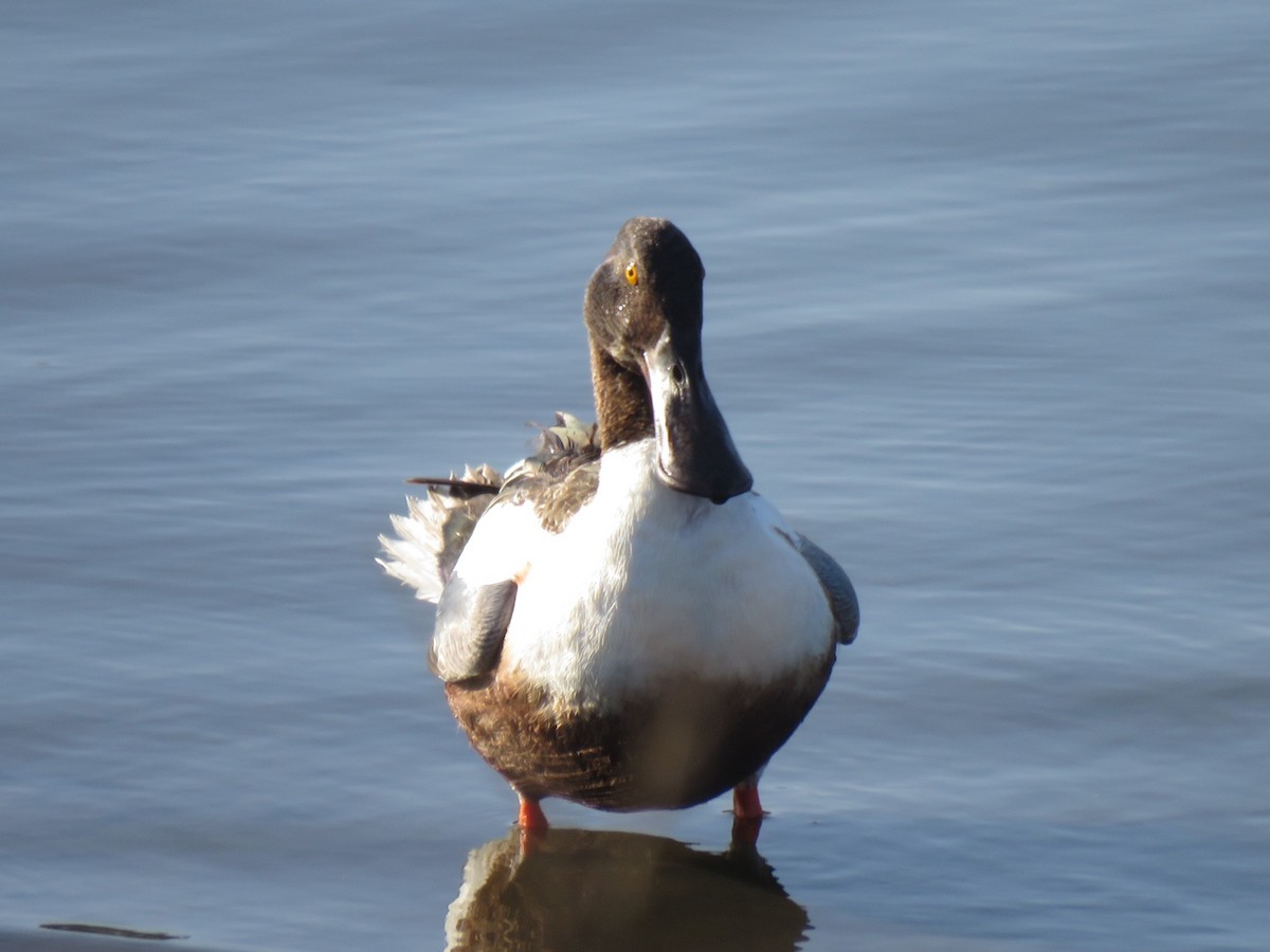 eBird Checklist - 17 Jun 2025 - IRWD San Joaquin Marsh & Wildlife ...