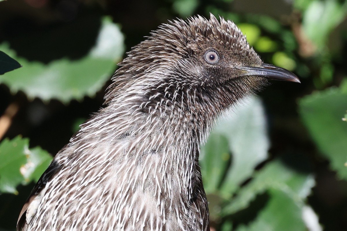 eBird Checklist - 18 Jun 2025 - Australian National Botanic Gardens - 8 ...