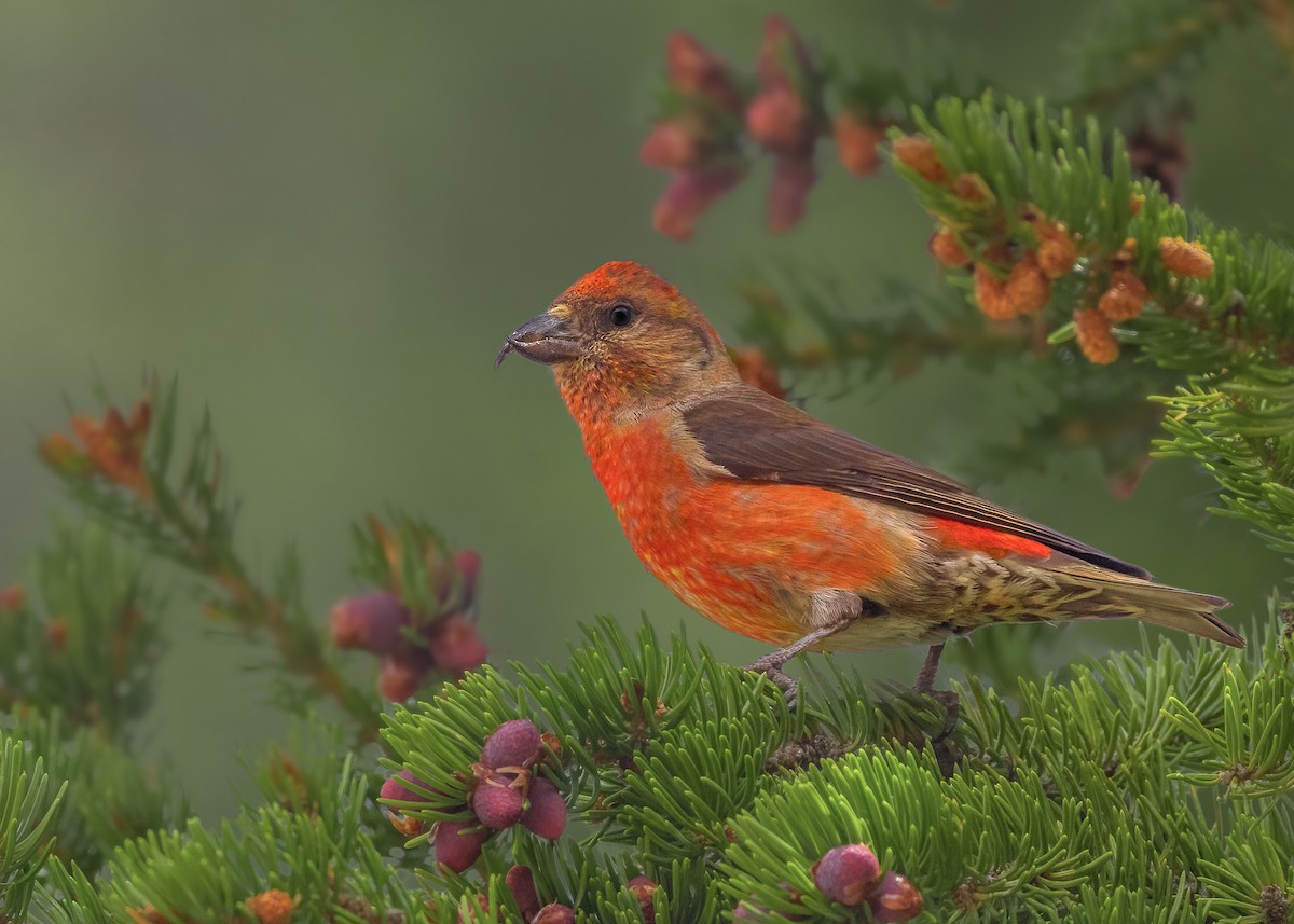 ML637752288 - Red Crossbill - Macaulay Library