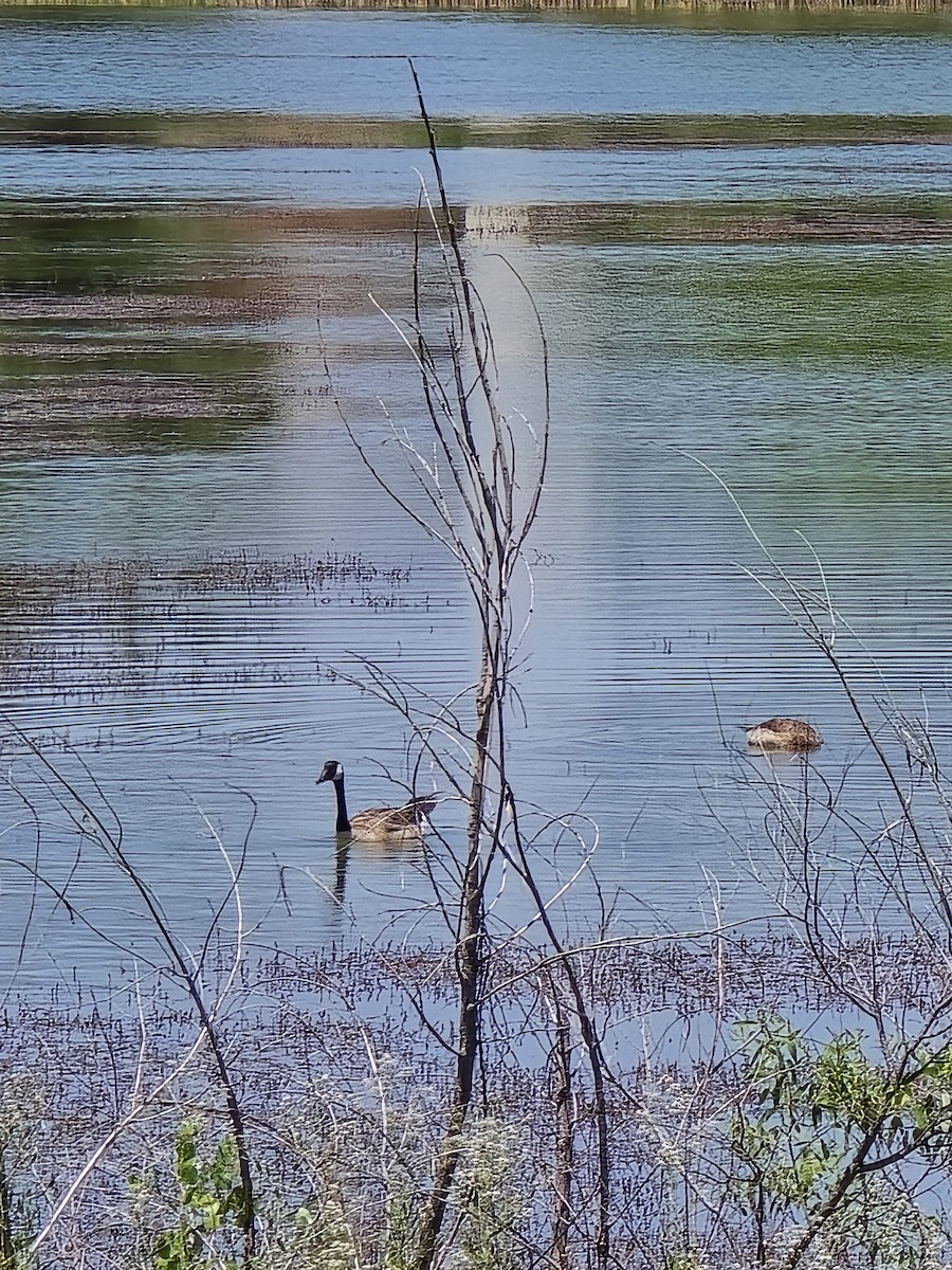 eBird Checklist - 18 Jun 2025 - Walden Ponds Wildlife Habitat ...