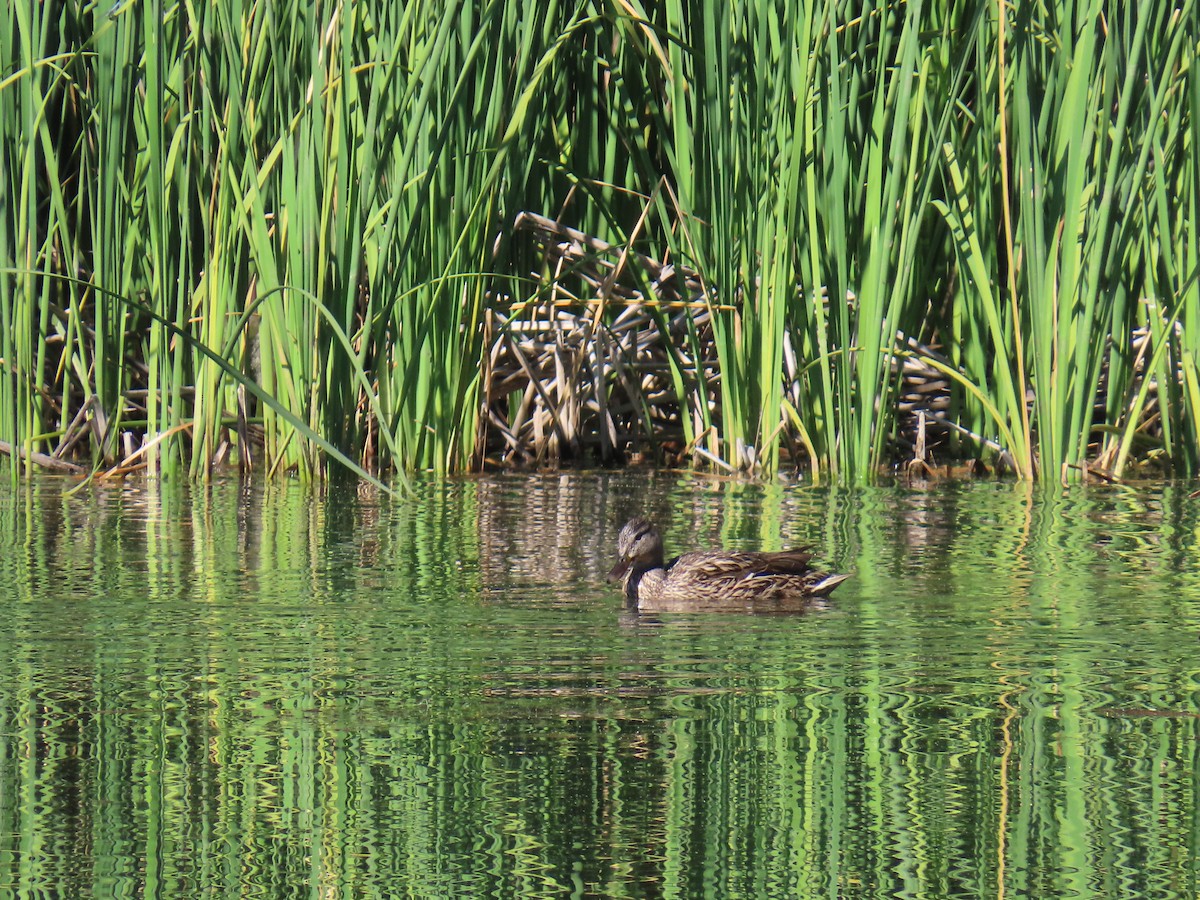 eBird Checklist - 18 Jun 2025 - Palomar Mtn.--Doane Pond - 31 species