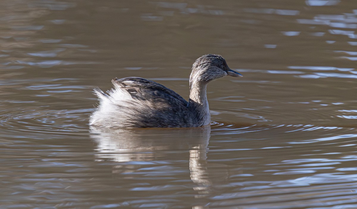 eBird Checklist - 25 May 2025 - La Trobe University Bundoora--Nangak ...