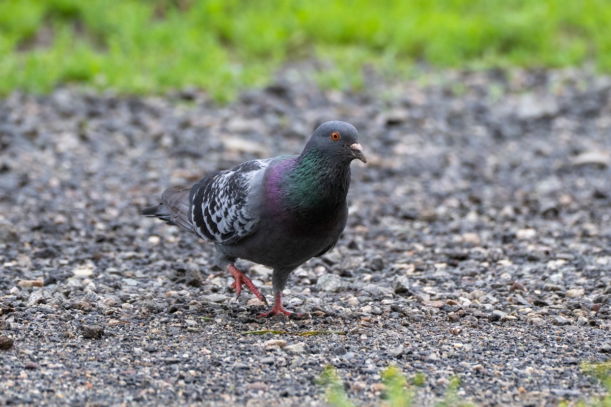Pennsylvania Bird Atlas Checklist - 18 Jun 2025 - Lundale Farm ...