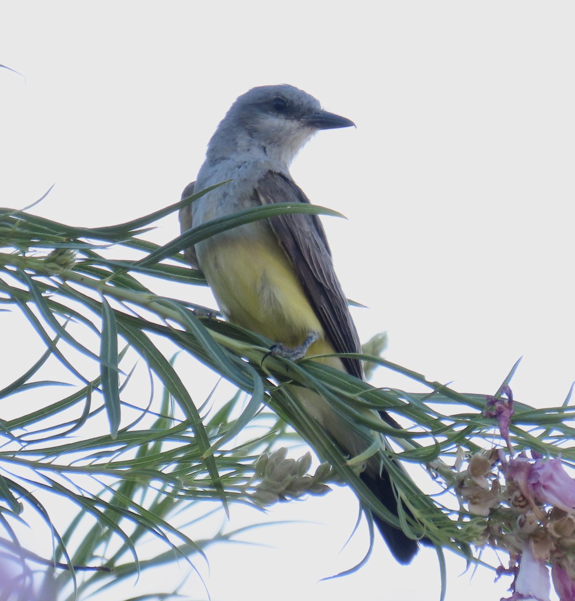 eBird Checklist - 19 Jun 2025 - Mountain View Park - 14 species