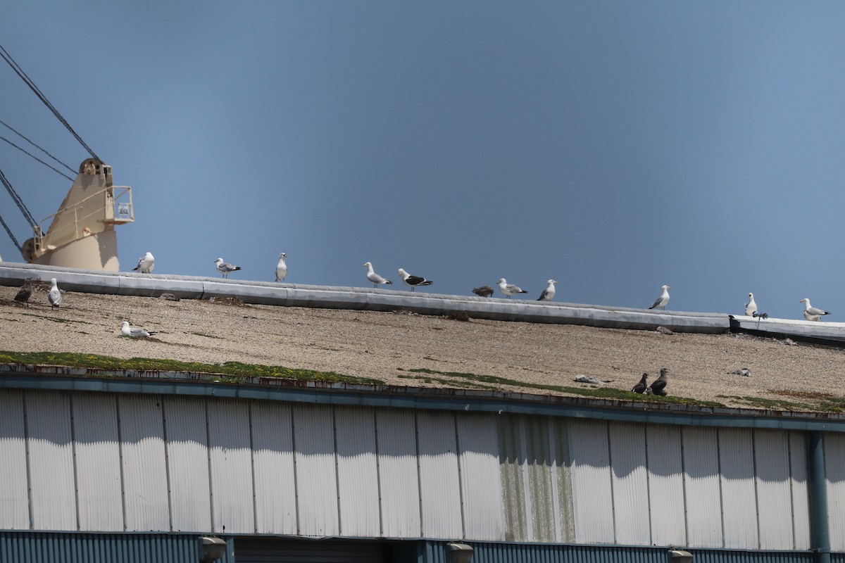 eBird Checklist - 19 Jun 2025 - stakeout Kelp Gull, Milwaukee (2025) - 10 species