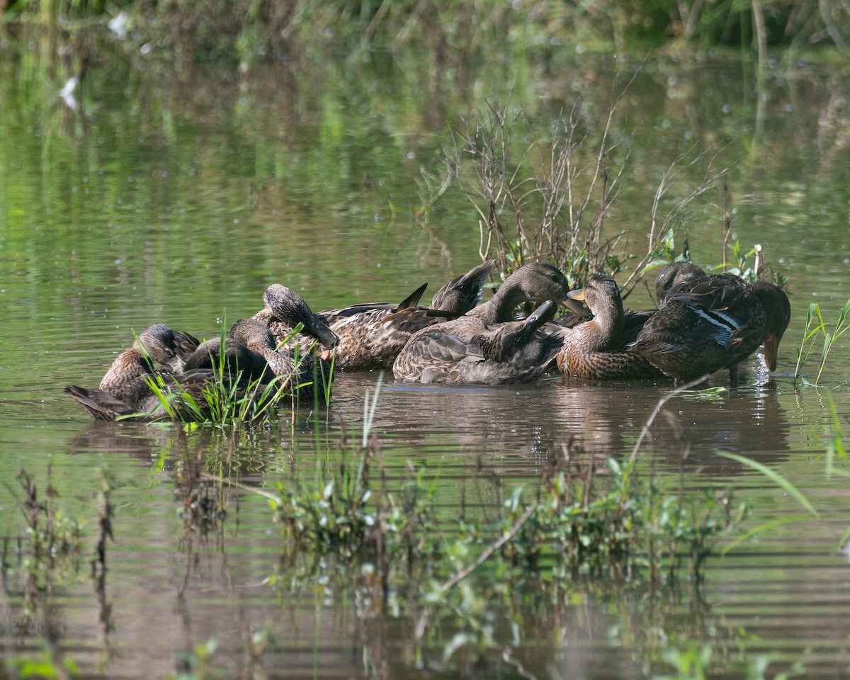 Pennsylvania Bird Atlas Checklist - 19 Jun 2025 - Lake Redman William ...