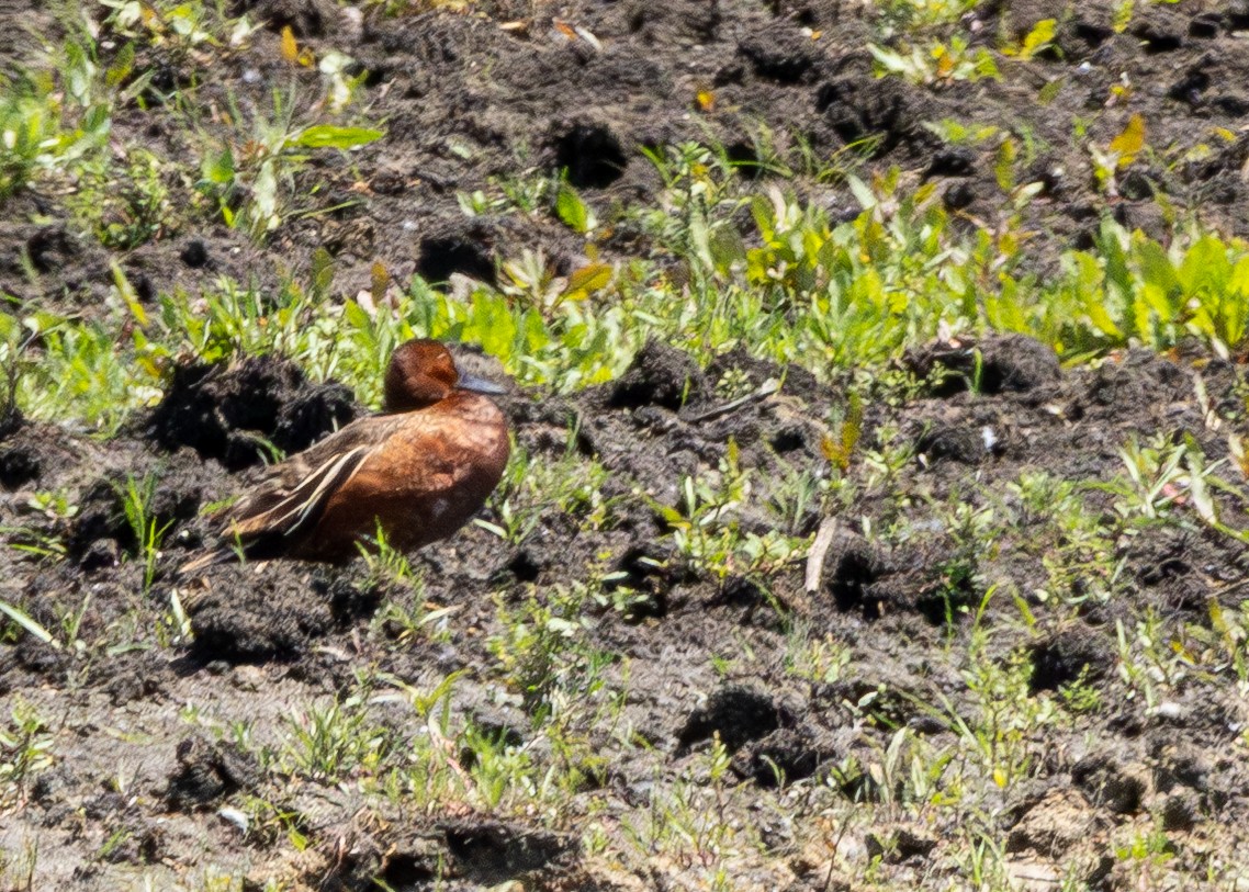 eBird Checklist - 19 Jun 2025 - North Ottawa Impoundment - 67 species
