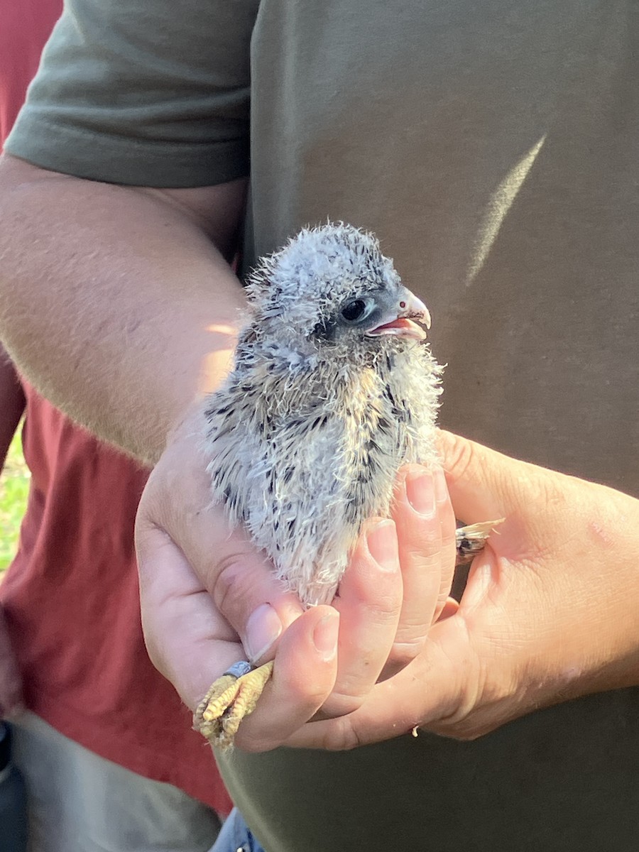 eBird Checklist - 20 Jun 2025 - Rentschler Arboretum - 17 species