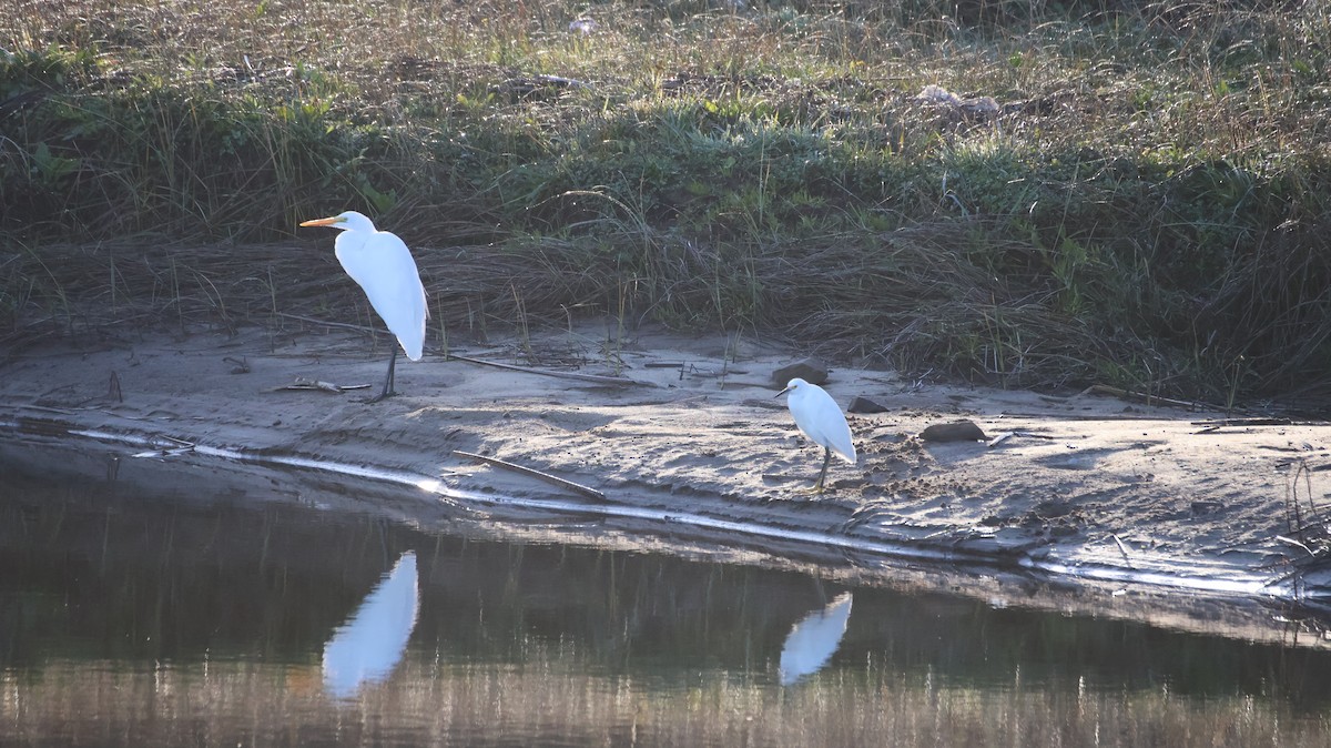 eBird Checklist - 20 Jun 2025 - Playa Pudá - 13 species