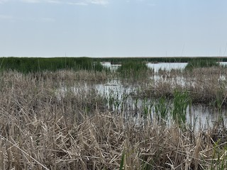 Hart-Miller Island, Baltimore, Maryland, United States - eBird Hotspot