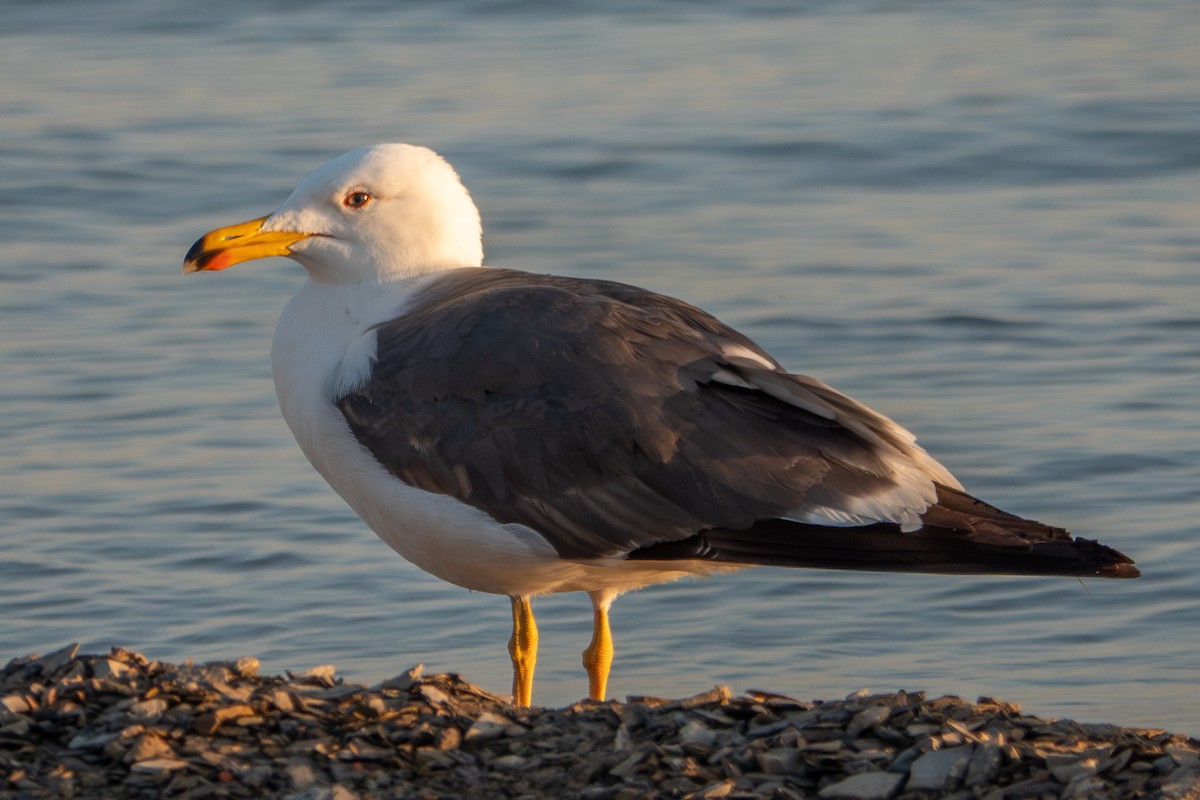 ML637833755 - Lesser Black-backed Gull - Macaulay Library