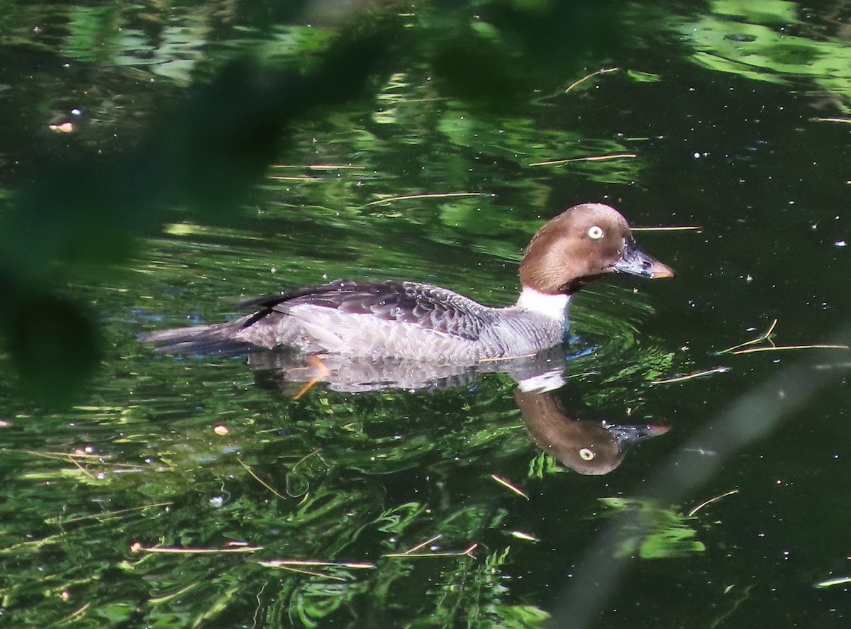 eBird Checklist - 20 Jun 2025 - Unity Pond - 54 species (+1 other taxa)