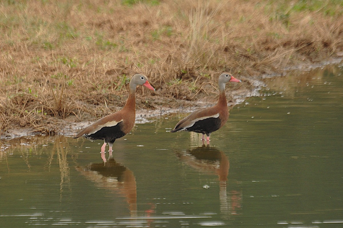 eBird Checklist - 20 Jun 2025 - Brandon Farm & Taff Rd. - 29 species