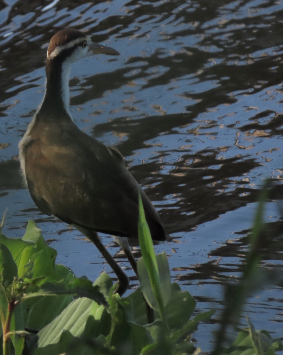 ML637837374 - Wattled Jacana - Macaulay Library