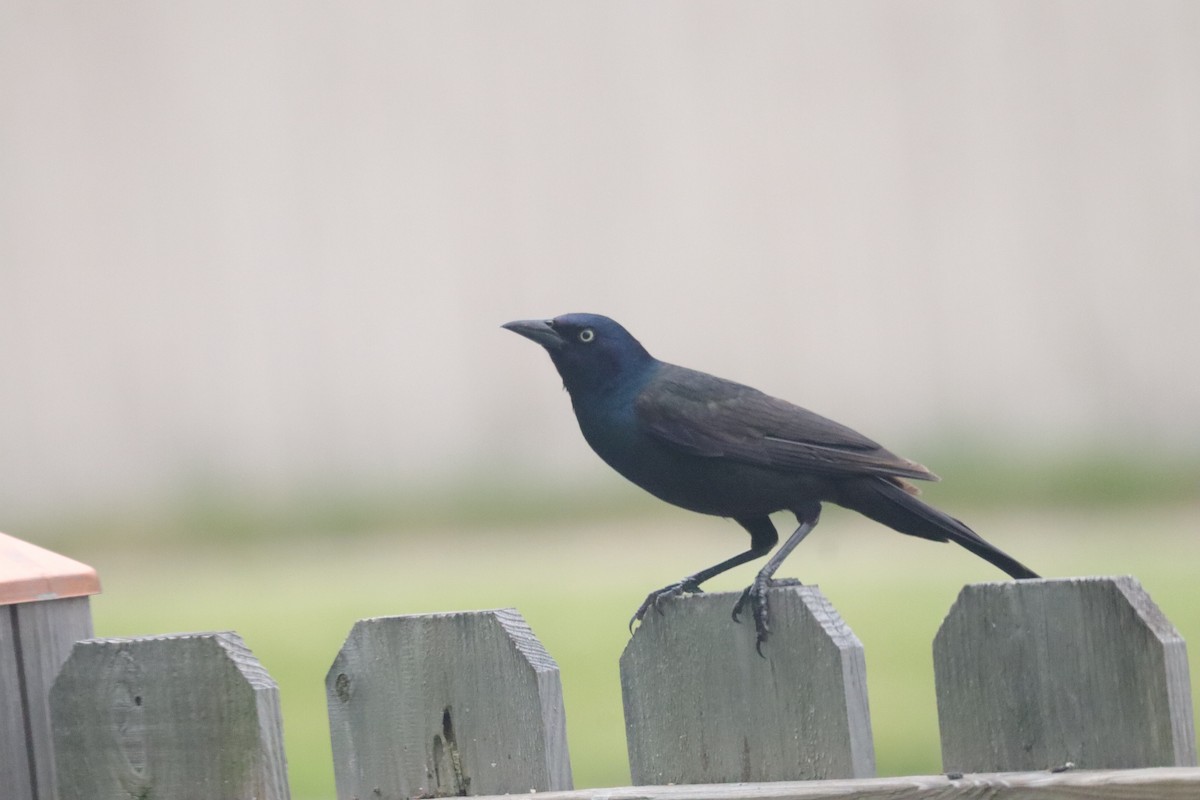 ML637837488 - Common Grackle (Bronzed) - Macaulay Library