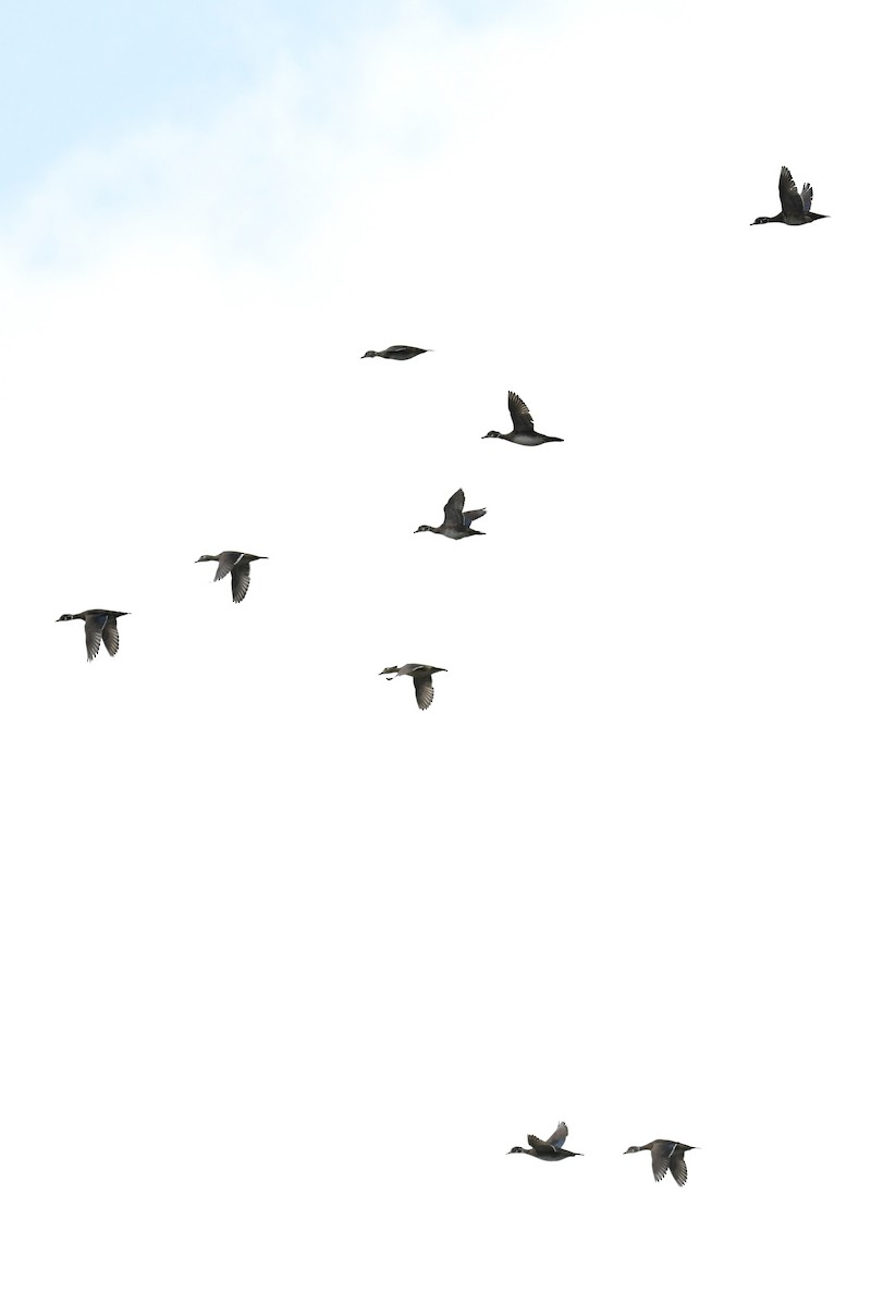 eBird Checklist - 20 Jun 2025 - Montezuma (NMWMA)--Deep Muck and ...