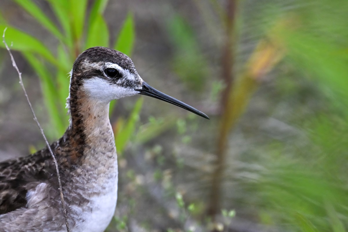 eBird Checklist - 20 Jun 2025 - Presque Isle SP--Gull Pt. - 33 species