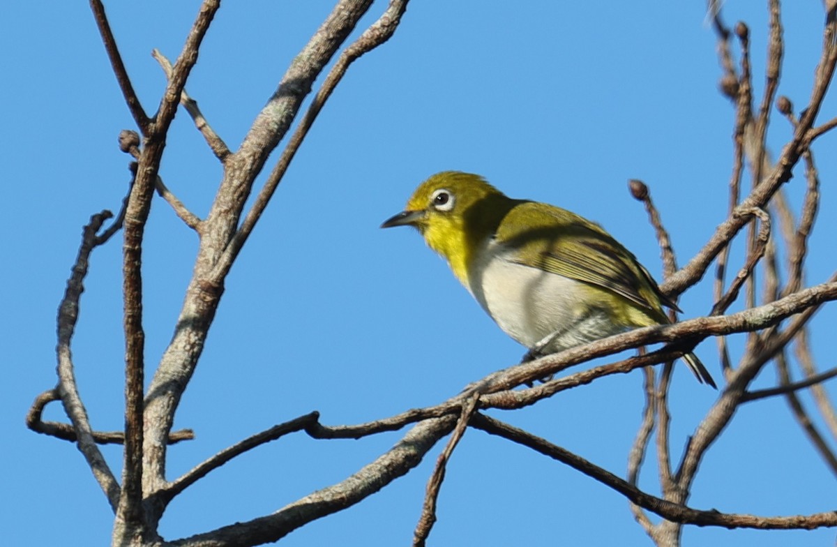 Taiwan Bird Atlas Checklist - 20 Jun 2025 - 台東綠島--過山古道(Green Island ...