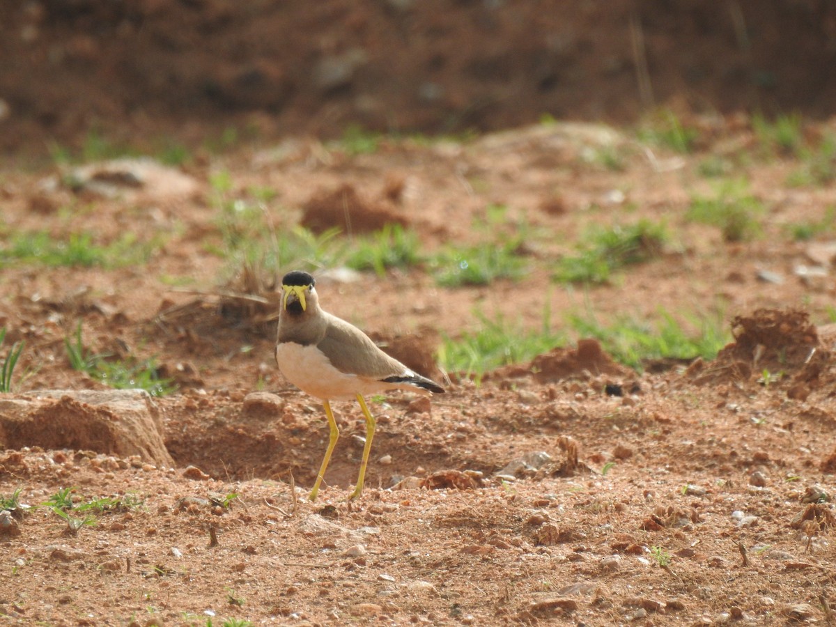 eBird Checklist - 21 Jun 2025 - Mysore City Bird Atlas Second 46B ...