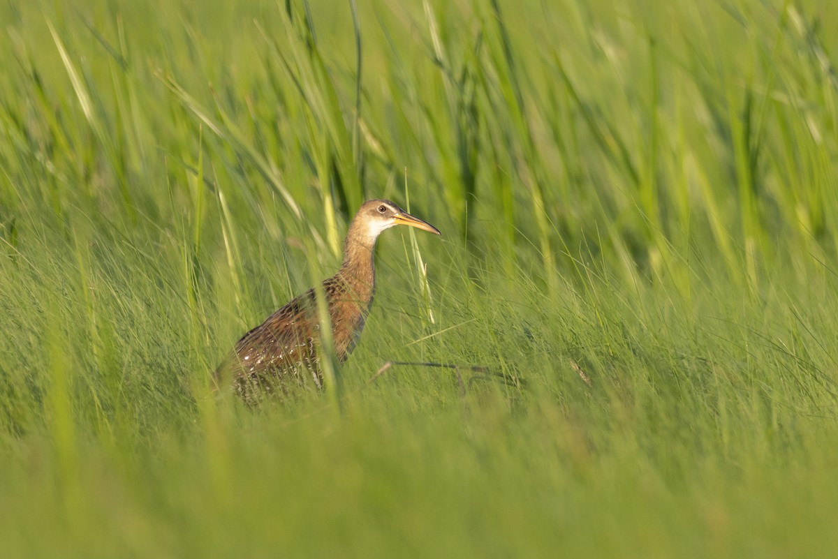 eBird Checklist - 21 Jun 2025 - Parker River NWR - 34 species