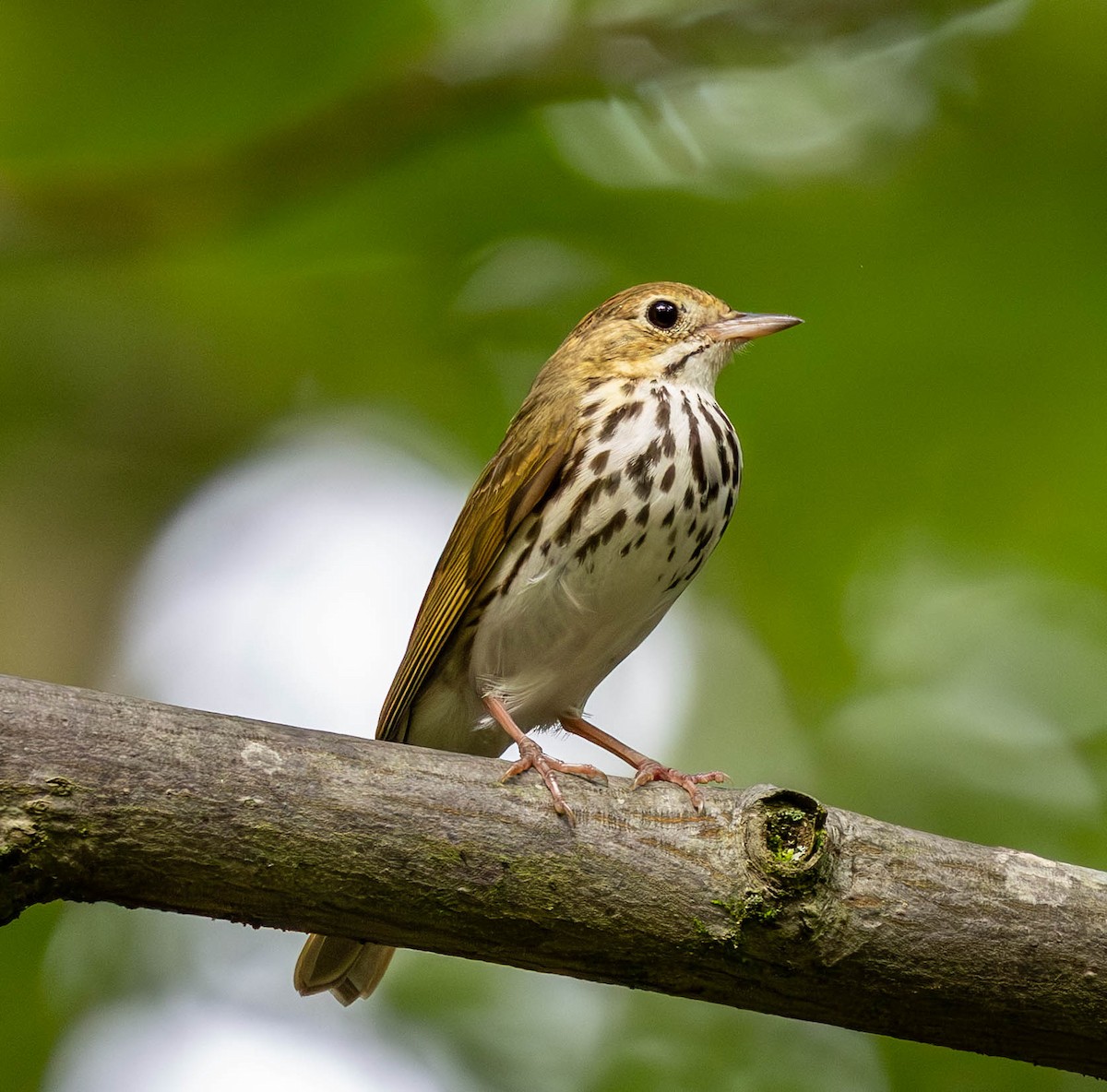 eBird Checklist - 21 Jun 2025 - Elk Neck Trail #2, Maryland, US (39.575 ...